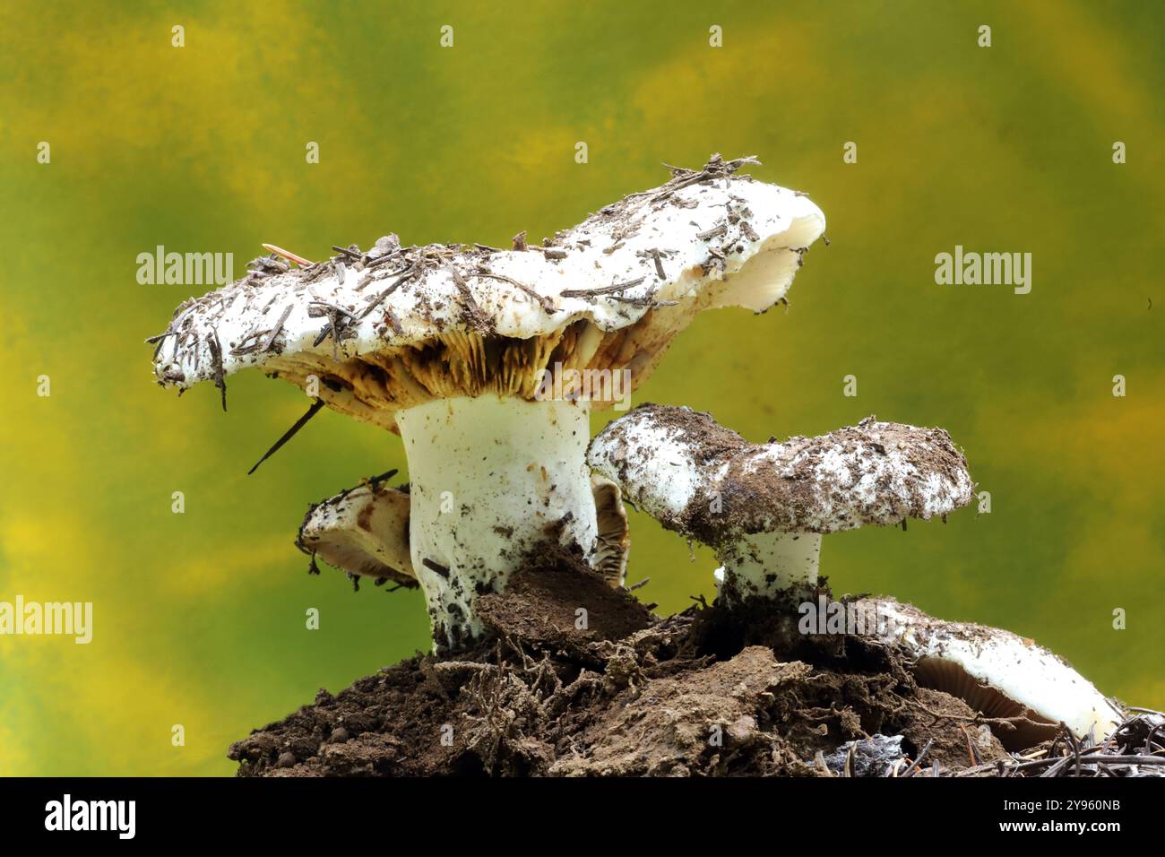 Short Stemmed russula mushroom, Russula brevipes, growing in the ...