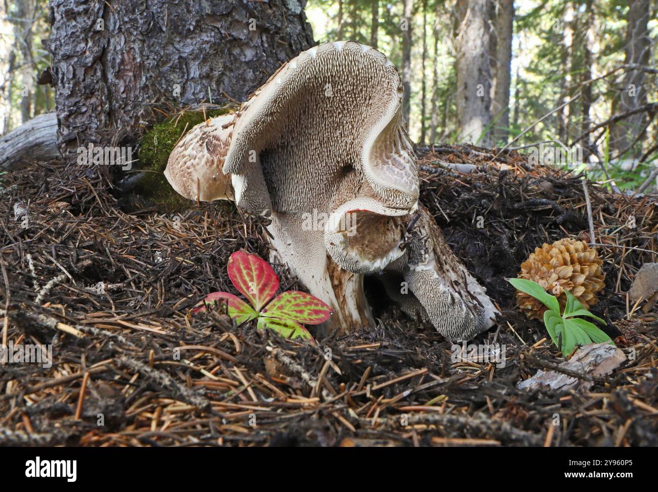 Hawks Wing Mushroom, Sarcodon imbricatus, also known as shingled ...