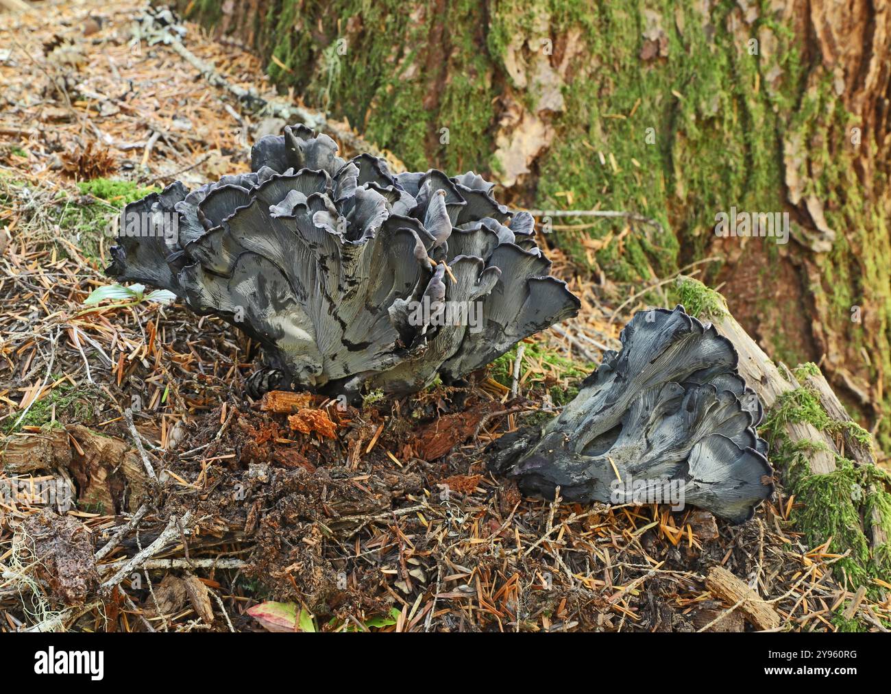 Polyozellus multiplex, also called blue chanterelle or black ...