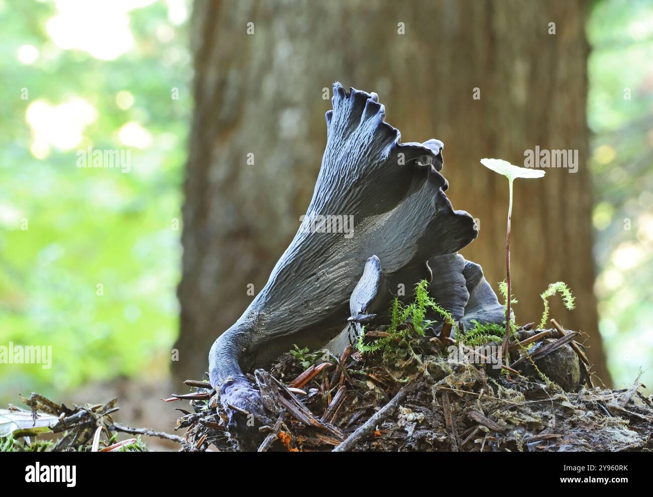Polyozellus multiplex, also called blue chanterelle or black ...
