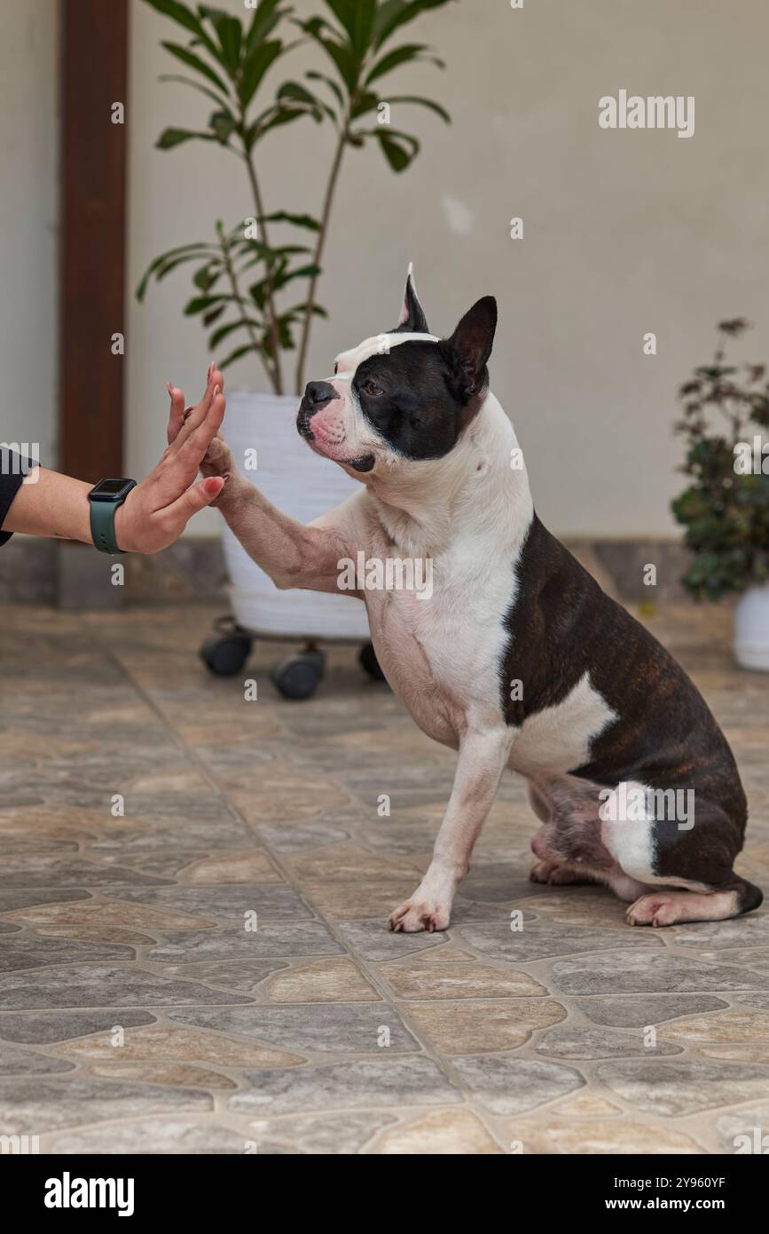 Boston Terrier pet in obedience, to the High Five command, given by the ...