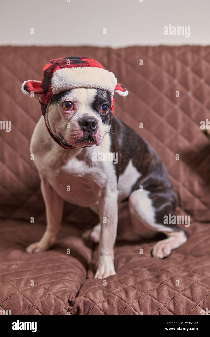 A Boston Terrier pet wearing a lumberjack cap, a fun outfit for a dog ...