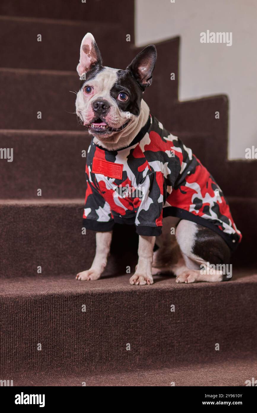 A Boston Terrier mascot wearing a red, black and white canine ...
