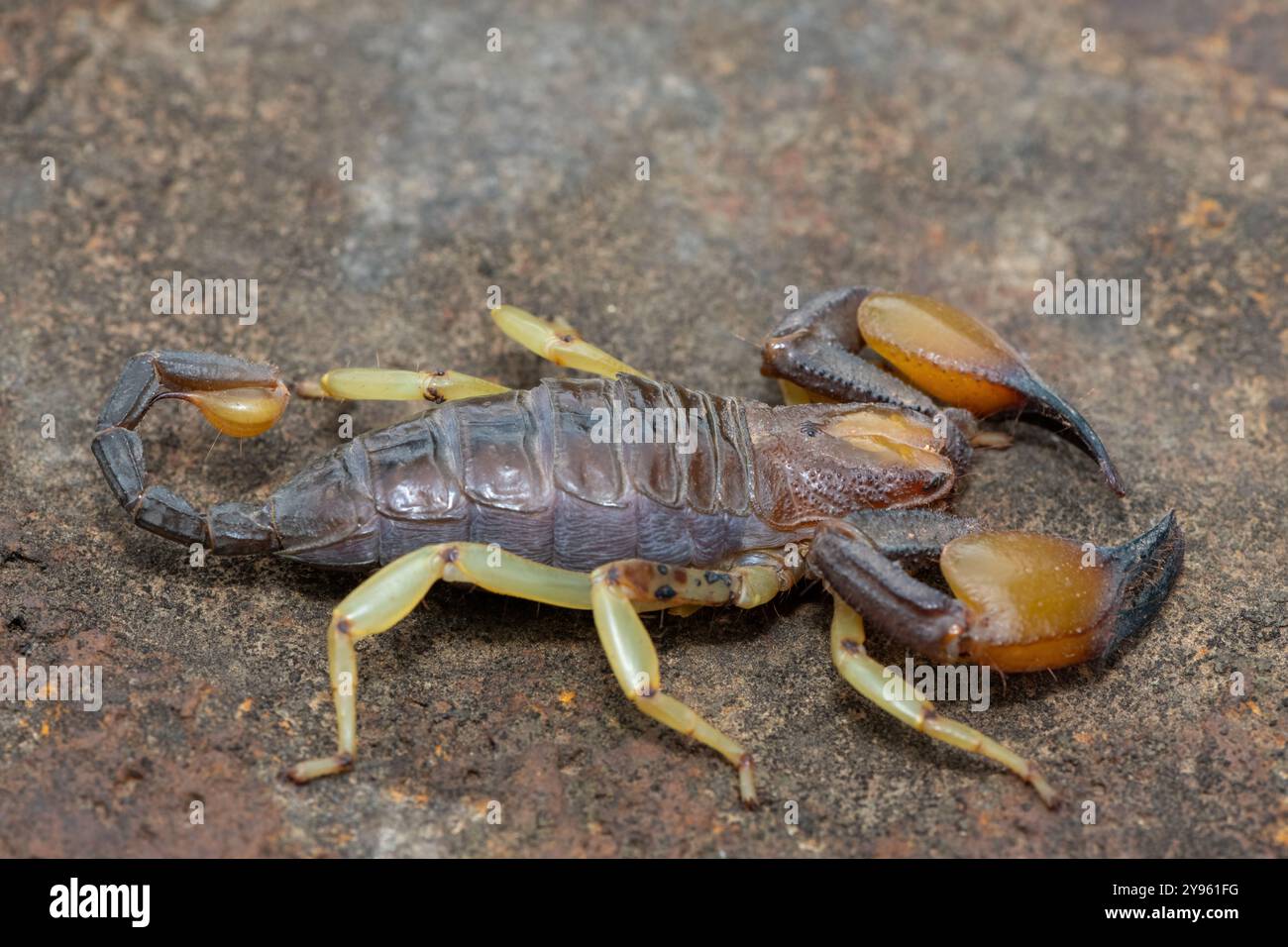 Haackes burrowing scorpion hi-res stock photography and images - Alamy
