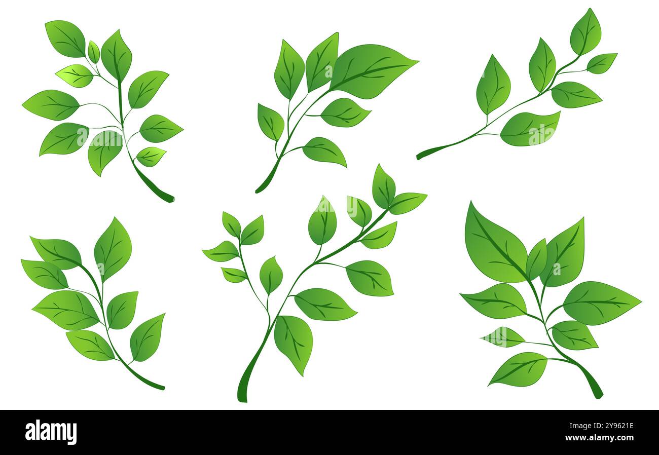 A collection of green leaves arranged in different positions. The ...