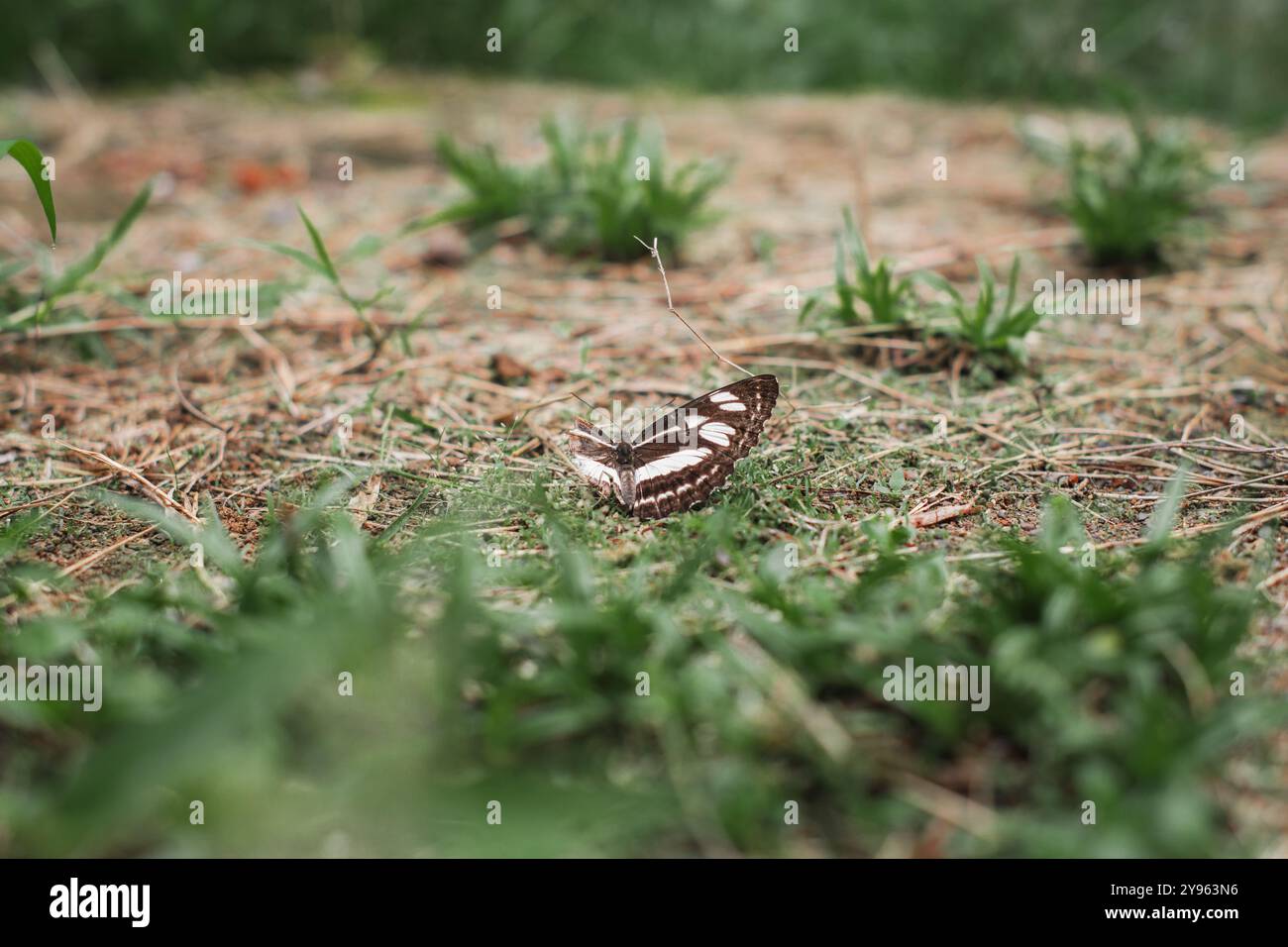 Butterfly Missing One Wing Resting on the Ground, Nature and Wildlife ...