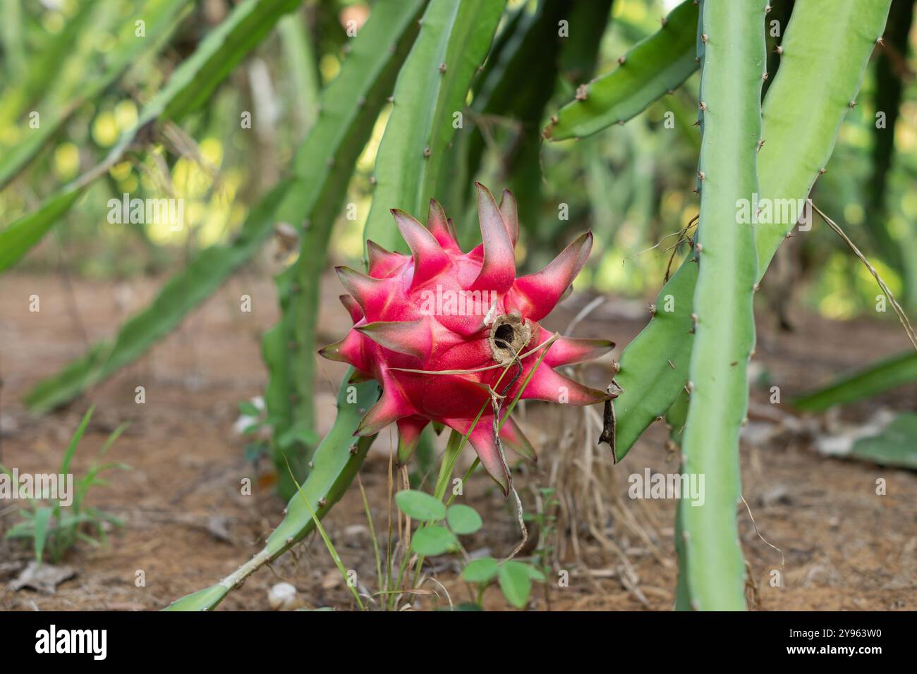 Red Dragon Fruit – Exotic Tropical Fruit Stock Photo - Alamy