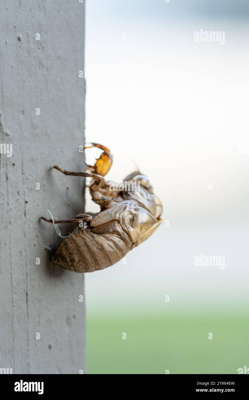 Bug with shell hi-res stock photography and images - Alamy