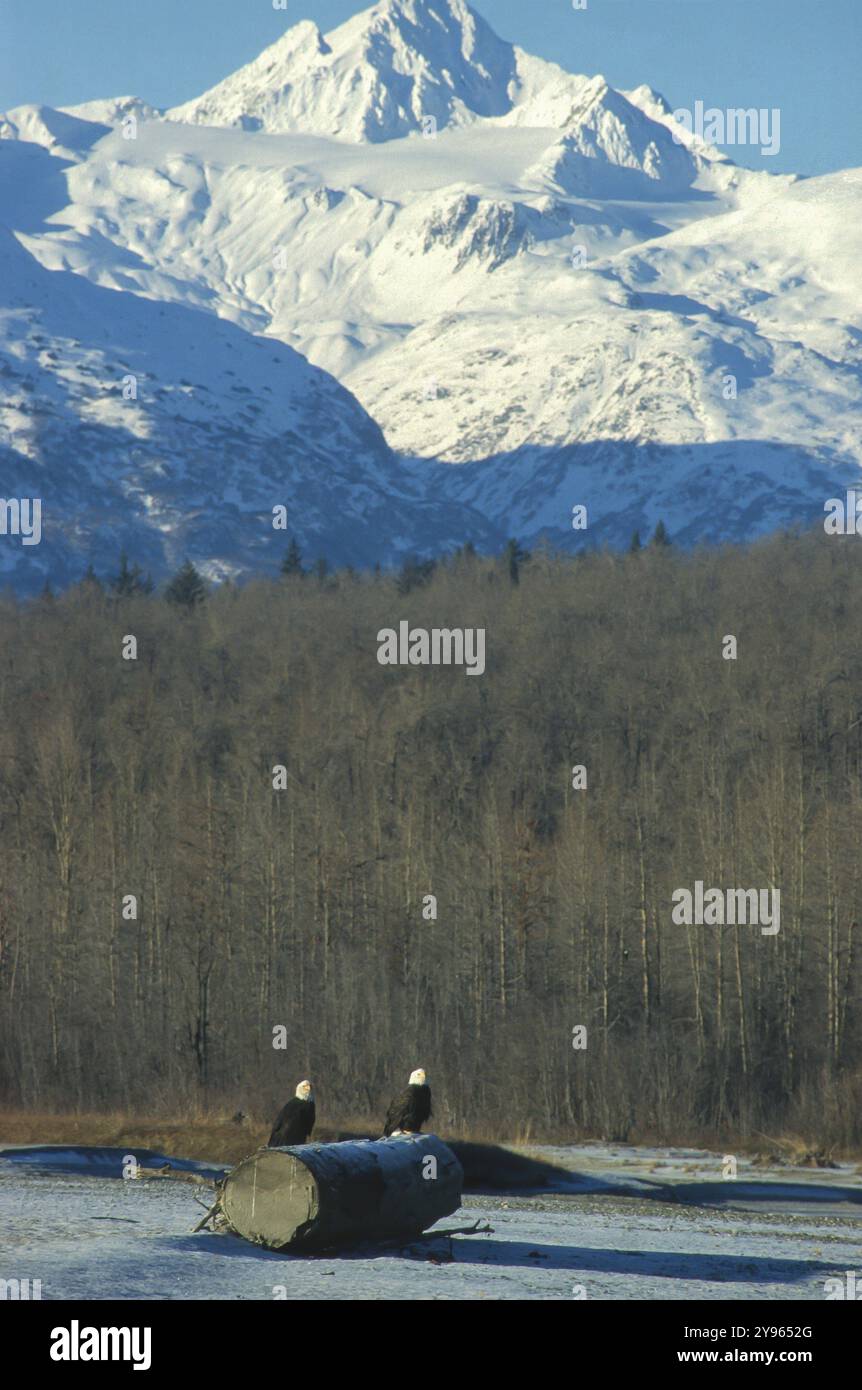 Chilkat valley and bald eagle hi-res stock photography and images - Alamy
