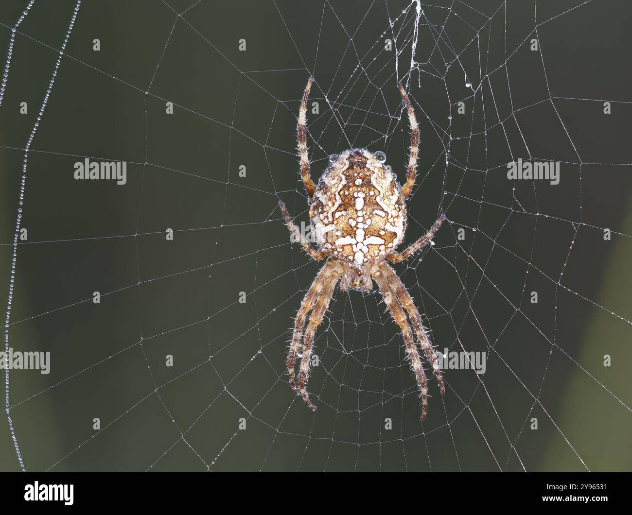 Wet environments spiders hi-res stock photography and images - Alamy