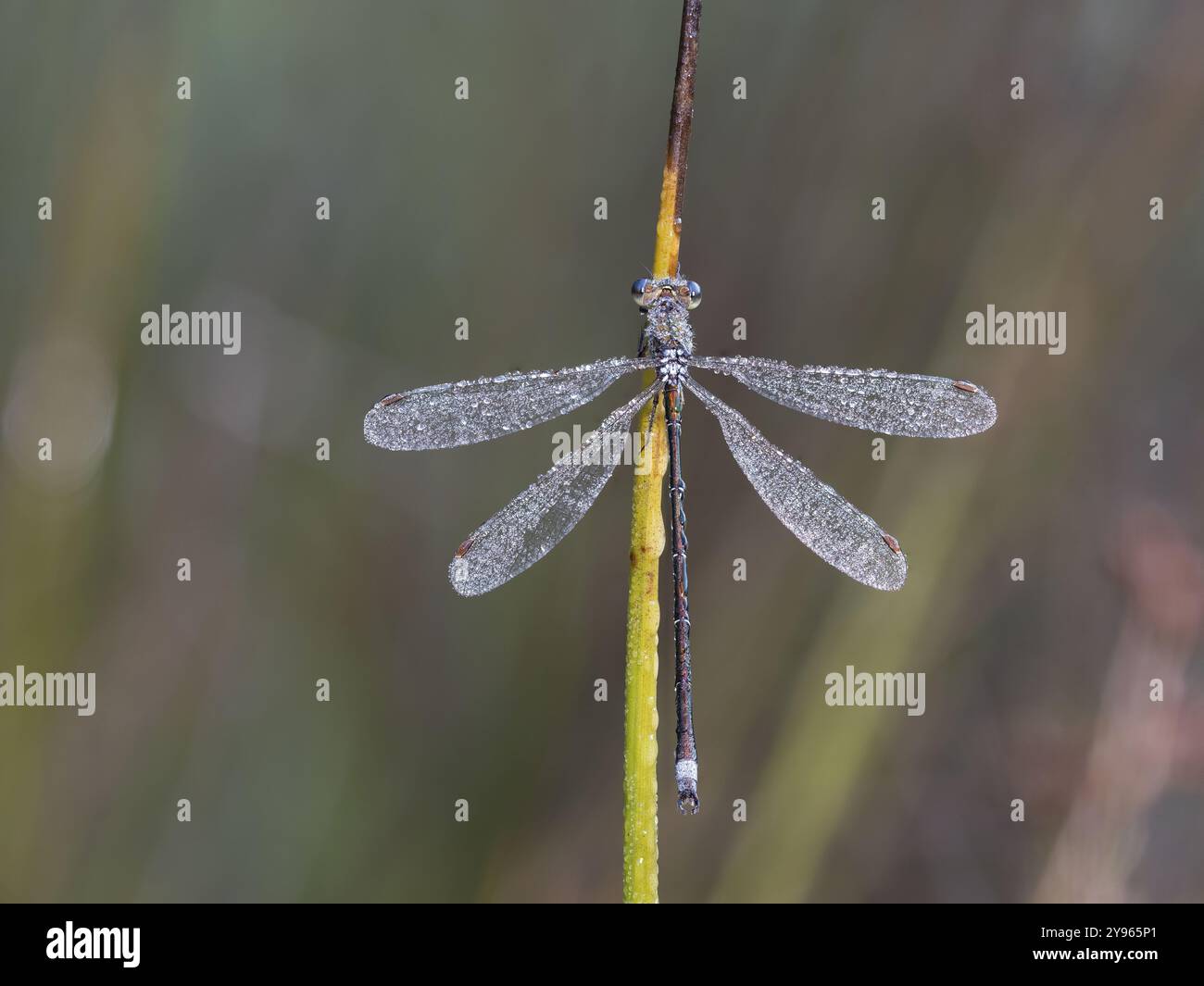 Emerald Damselfly (Lestes sponsa) sits on a rush stalk, the first rays ...