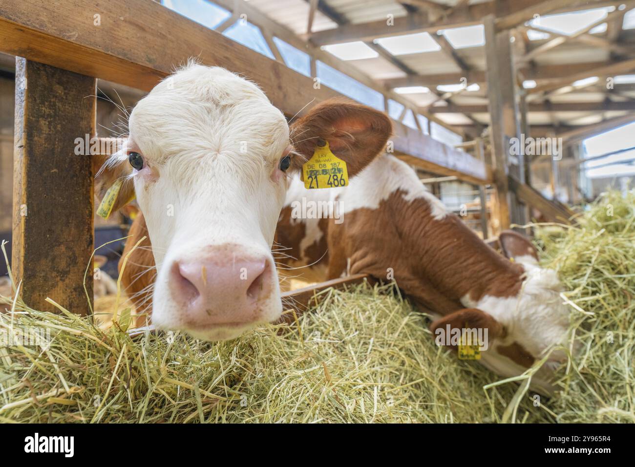 Cow eating hay in the barn, labels are attached to the ears ...