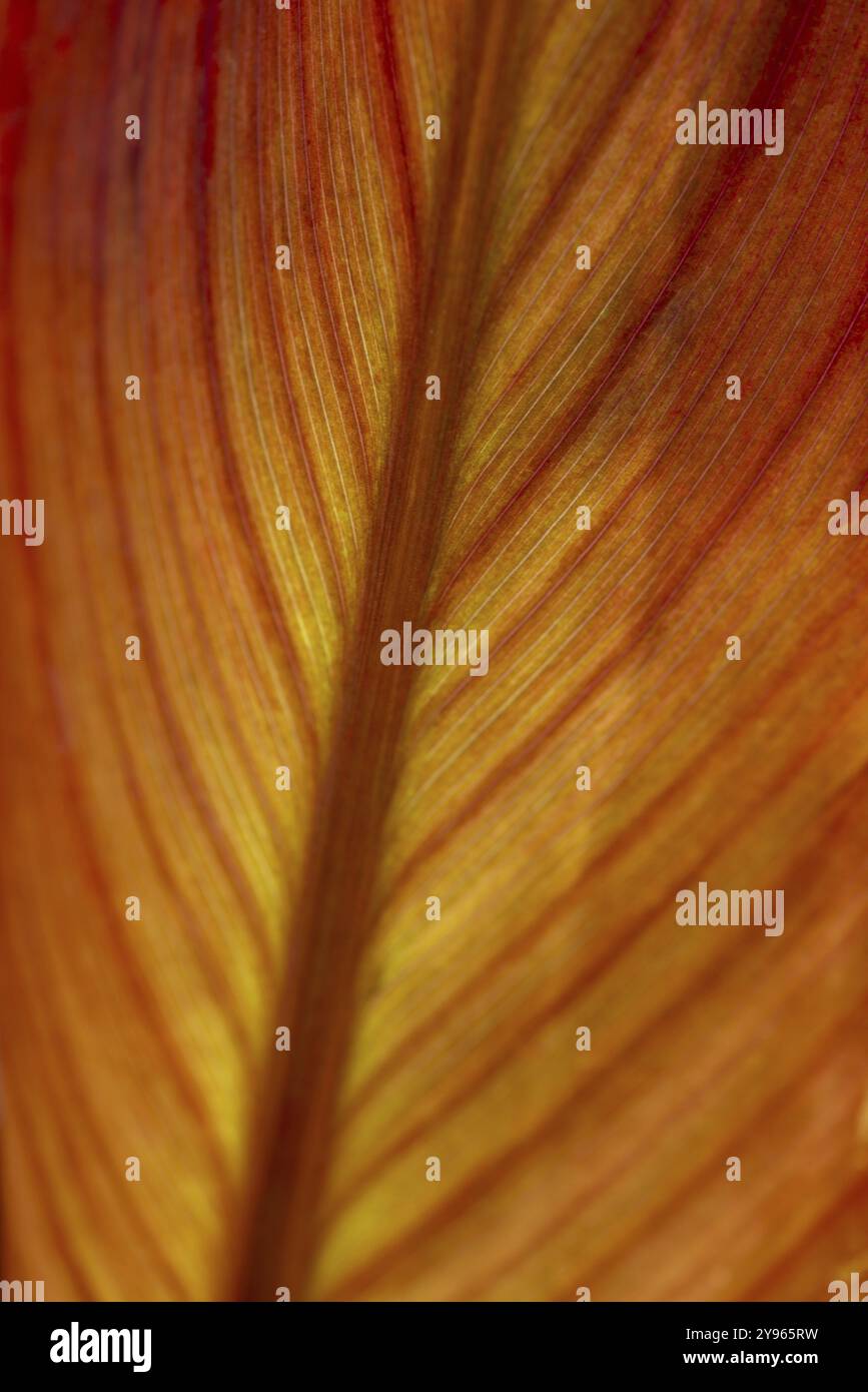 Pretoria Canna Lily (Canna indica) Russian Red, leaf, detail, Germany ...