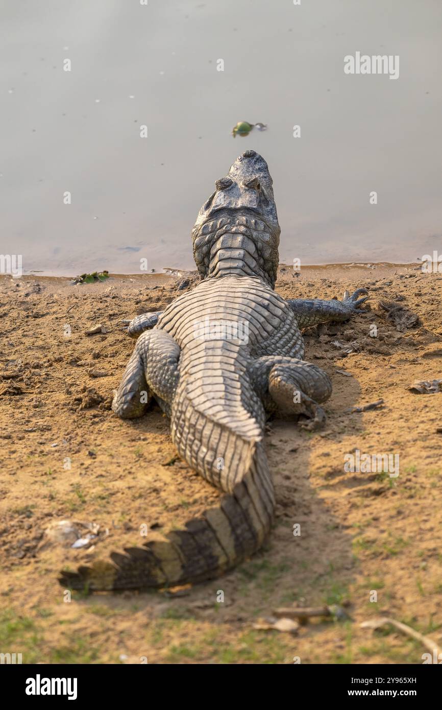 Caiman (Caimaninae), Alligator (Alligatoridae), Crocodile (Crocodylia ...