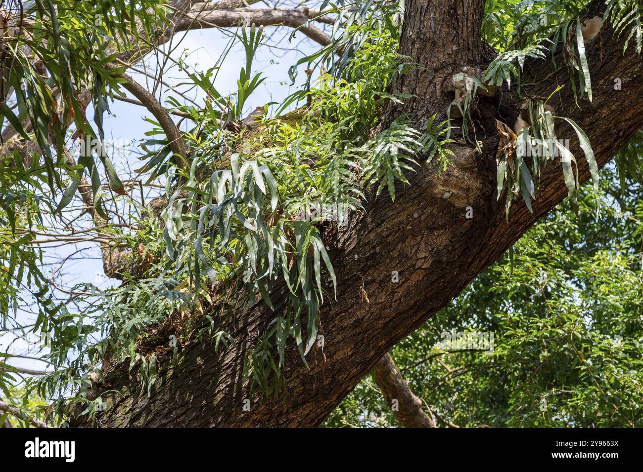 Phylodendron, Platycerium, epiphyte, Indian Ocean, island, Mauritius ...