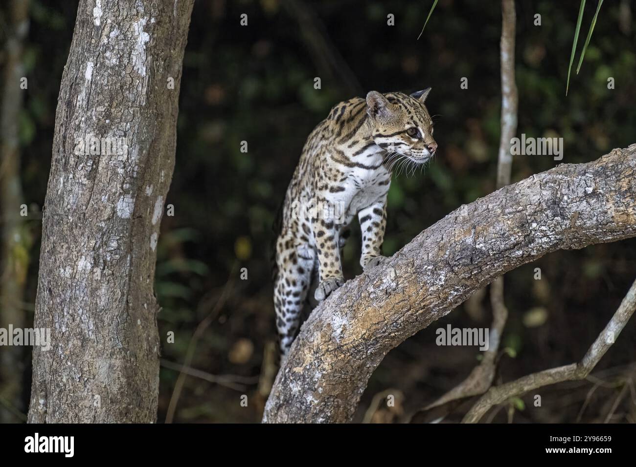 Ocelot (Leopardus pardalis), on a branch, at night, Pantanal, inland ...