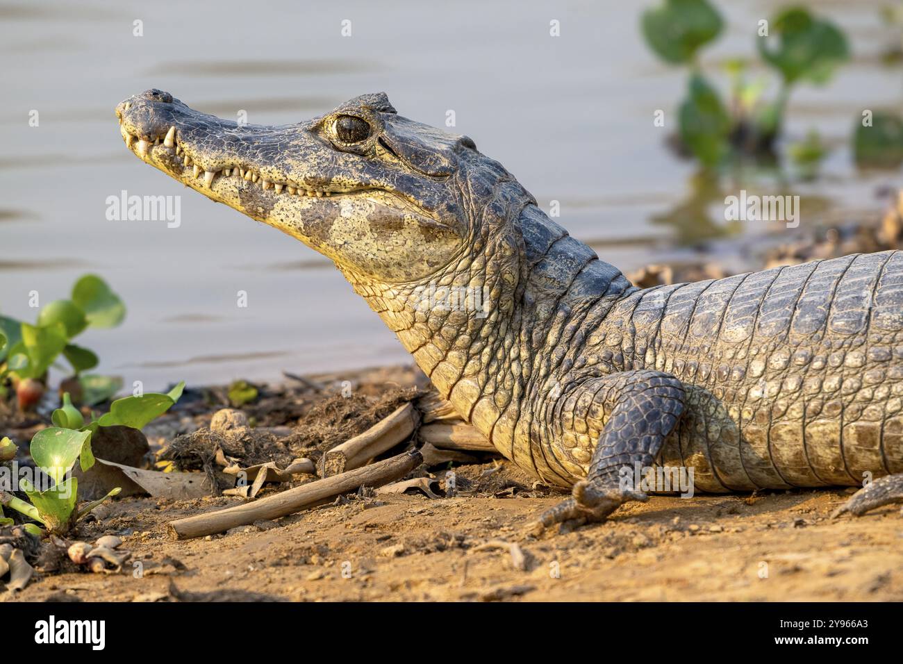 Caiman (Caimaninae), Crocodile (Alligatoridae), crocodile (Crocodylia), animal portrait ...
