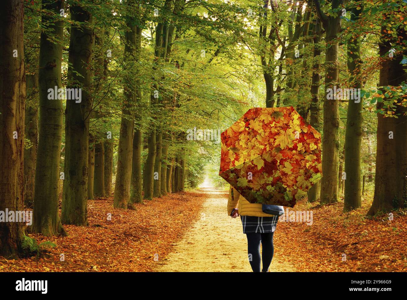 Autumn walk in an avenue Stock Photo - Alamy