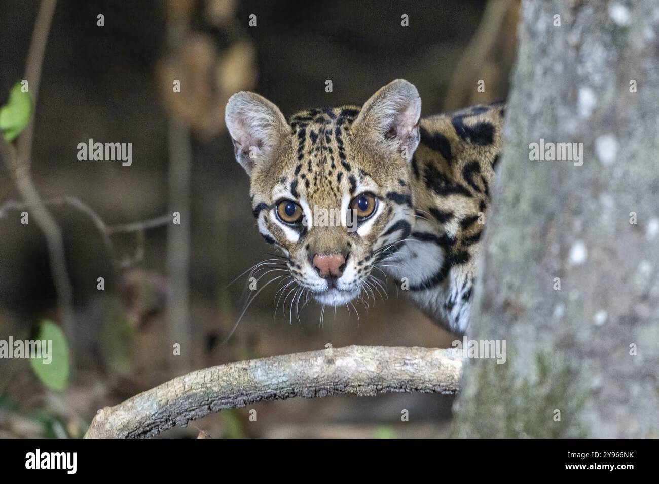 Ocelot (Leopardus pardalis), animal portrait, eye contact, at night ...