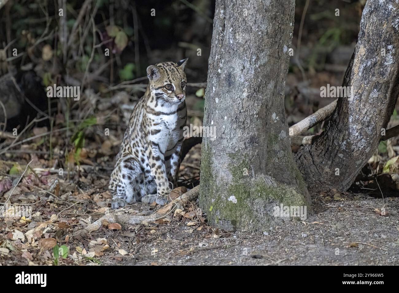 Ocelot (Leopardus pardalis), sitting under tree, at night, Pantanal ...
