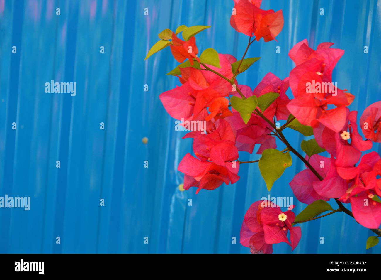 Beautiful shot bougainvillea spectabilis hi-res stock photography and ...