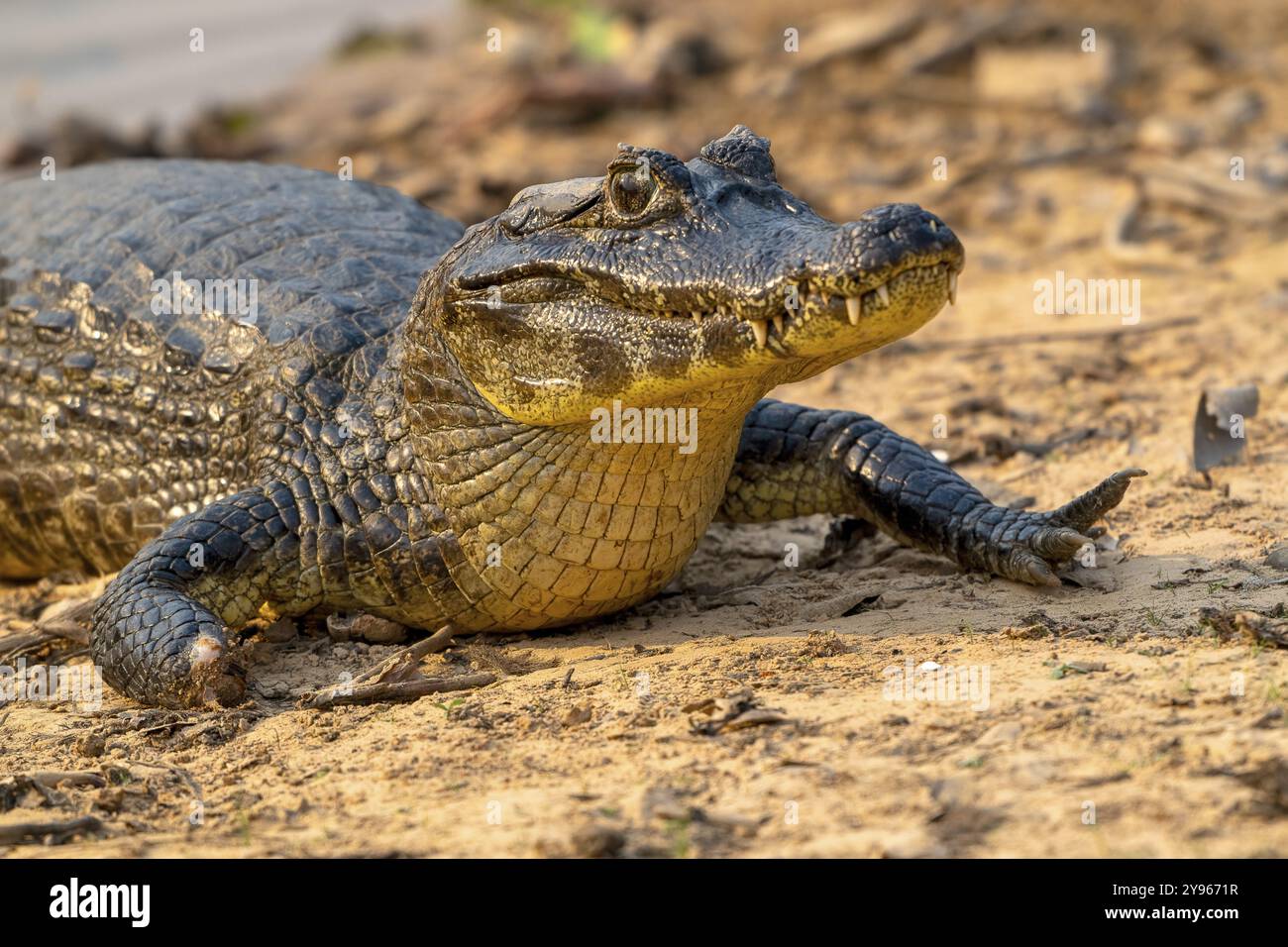 Caiman (Caimaninae), Crocodile (Alligatoridae), crocodile (Crocodylia), animal portrait ...