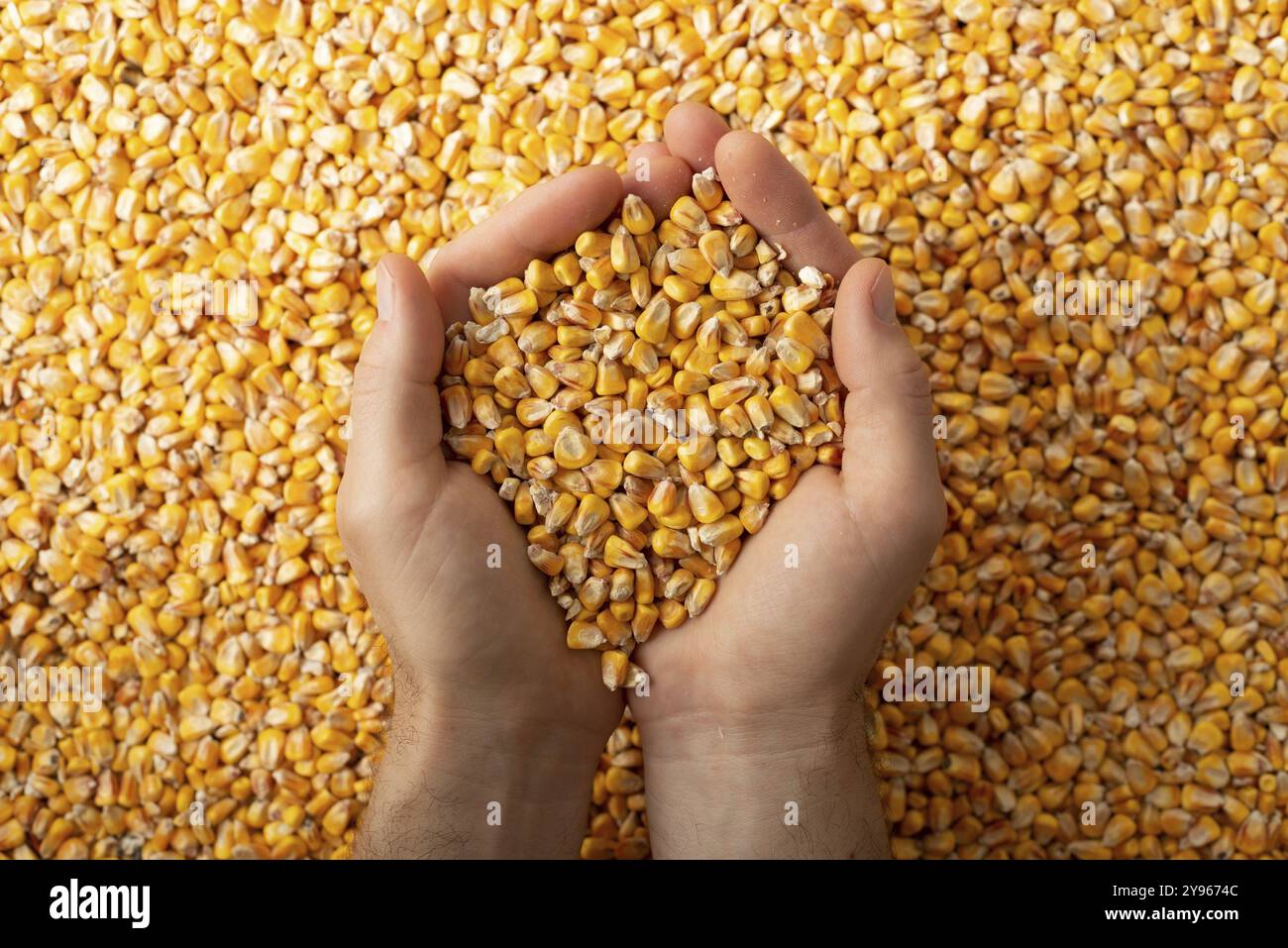 Human caucasian hands with maize corns over corn background, food ...