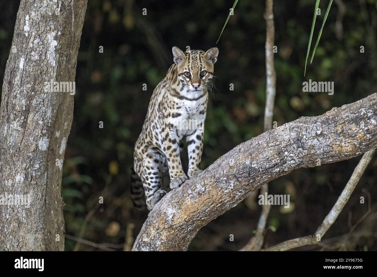 Ocelot (Leopardus pardalis), eye contact, on a branch, at night ...