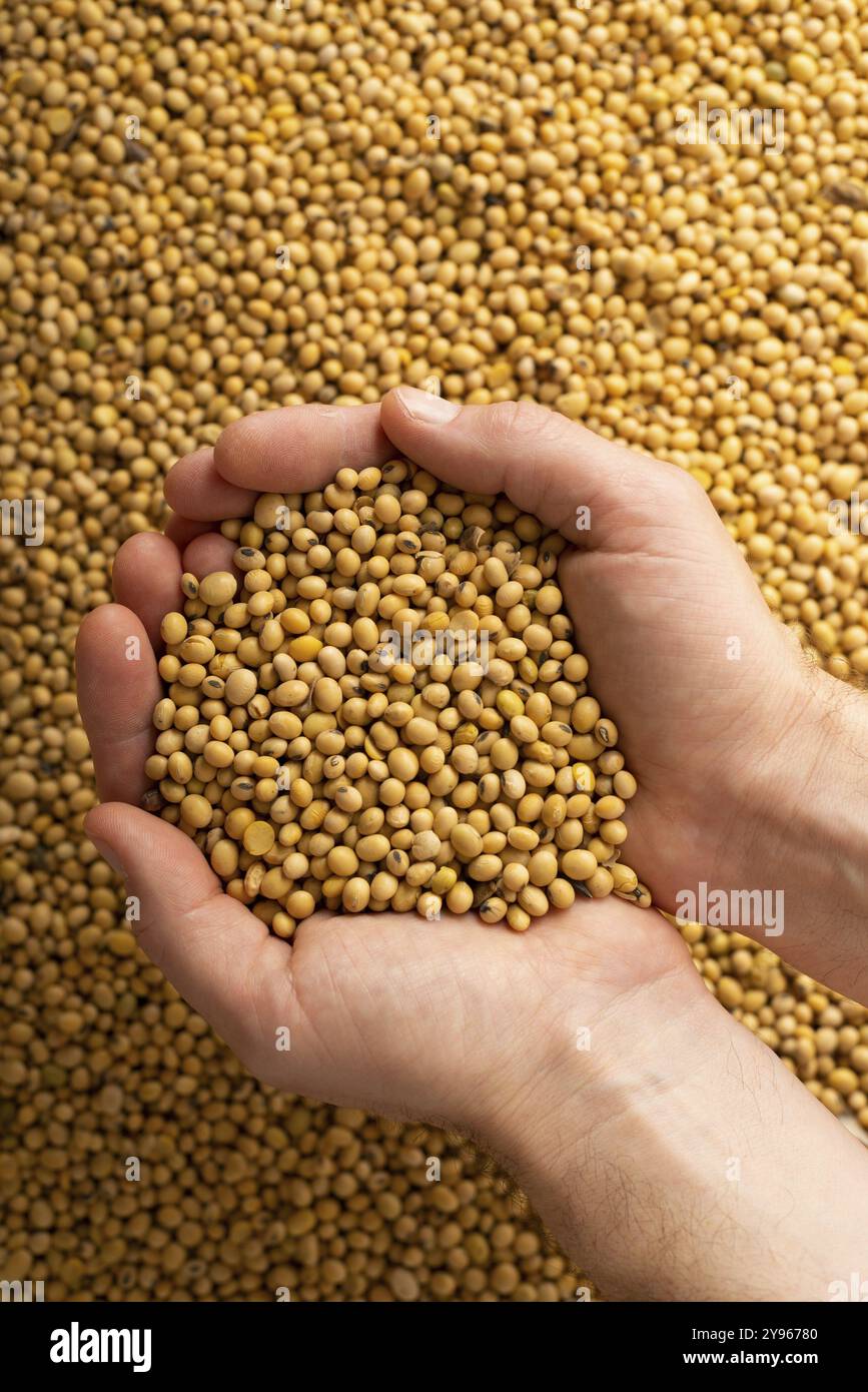 Human caucasian handfuls with soy beans over soybean background, food ...