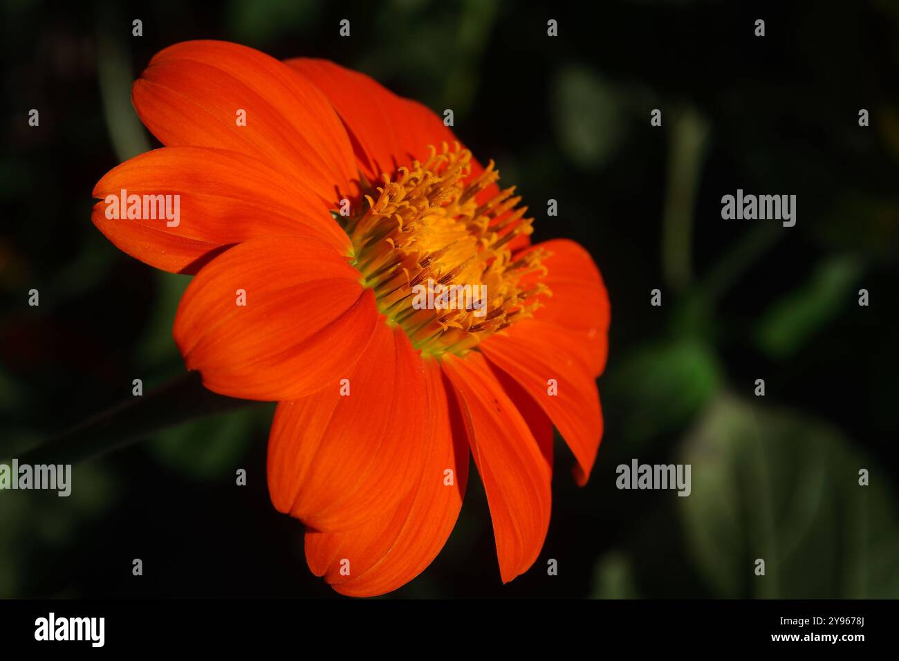 Orange Mexican sunflower Tithonia rotundifolia with vivid colors from ...