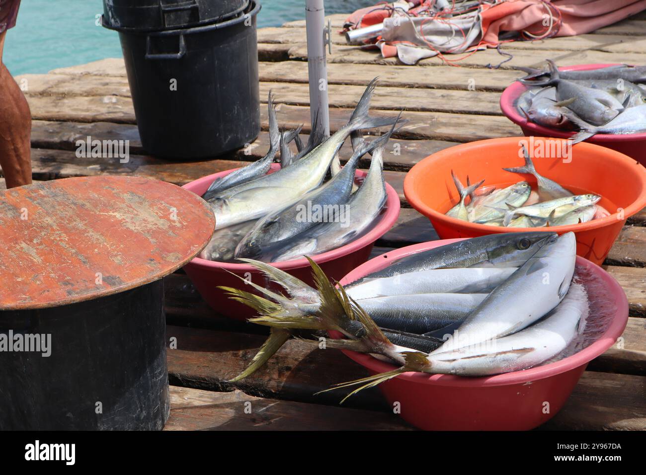 Peixe porco hi-res stock photography and images - Alamy