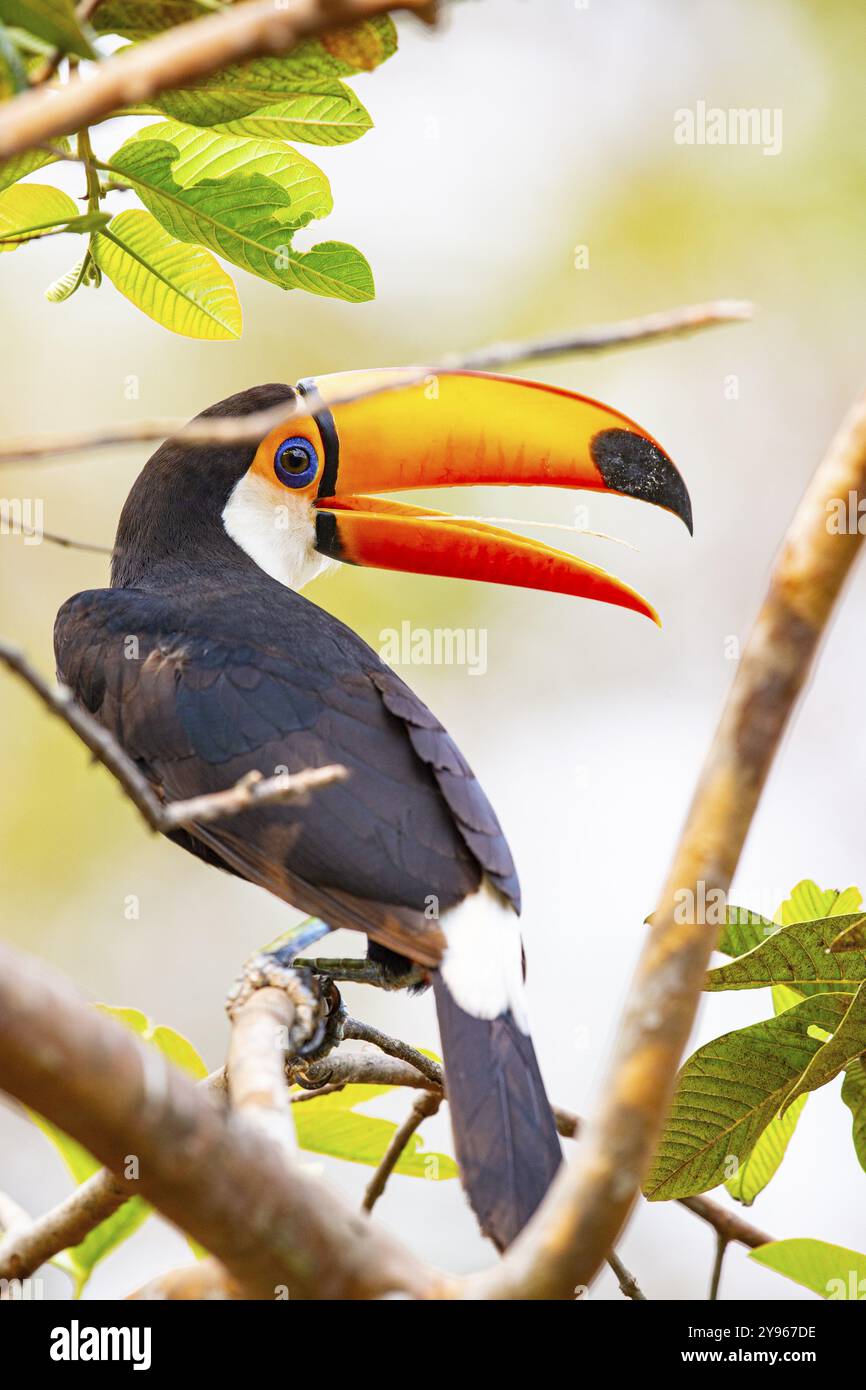Giant toucan (Ramphastos toco) Pantanal Brazil Stock Photo - Alamy