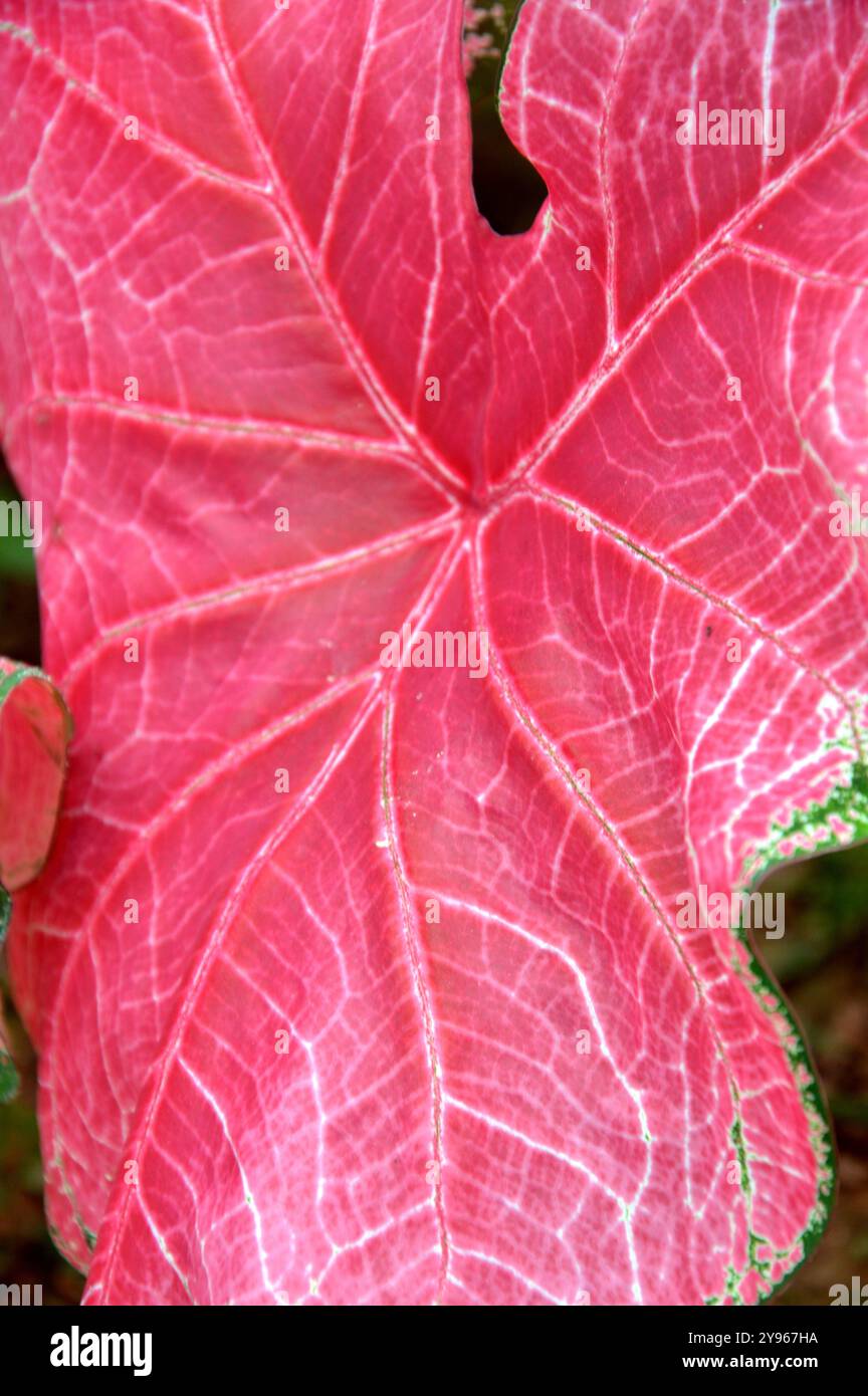 Beautiful plant caladium in the garden Stock Photo - Alamy