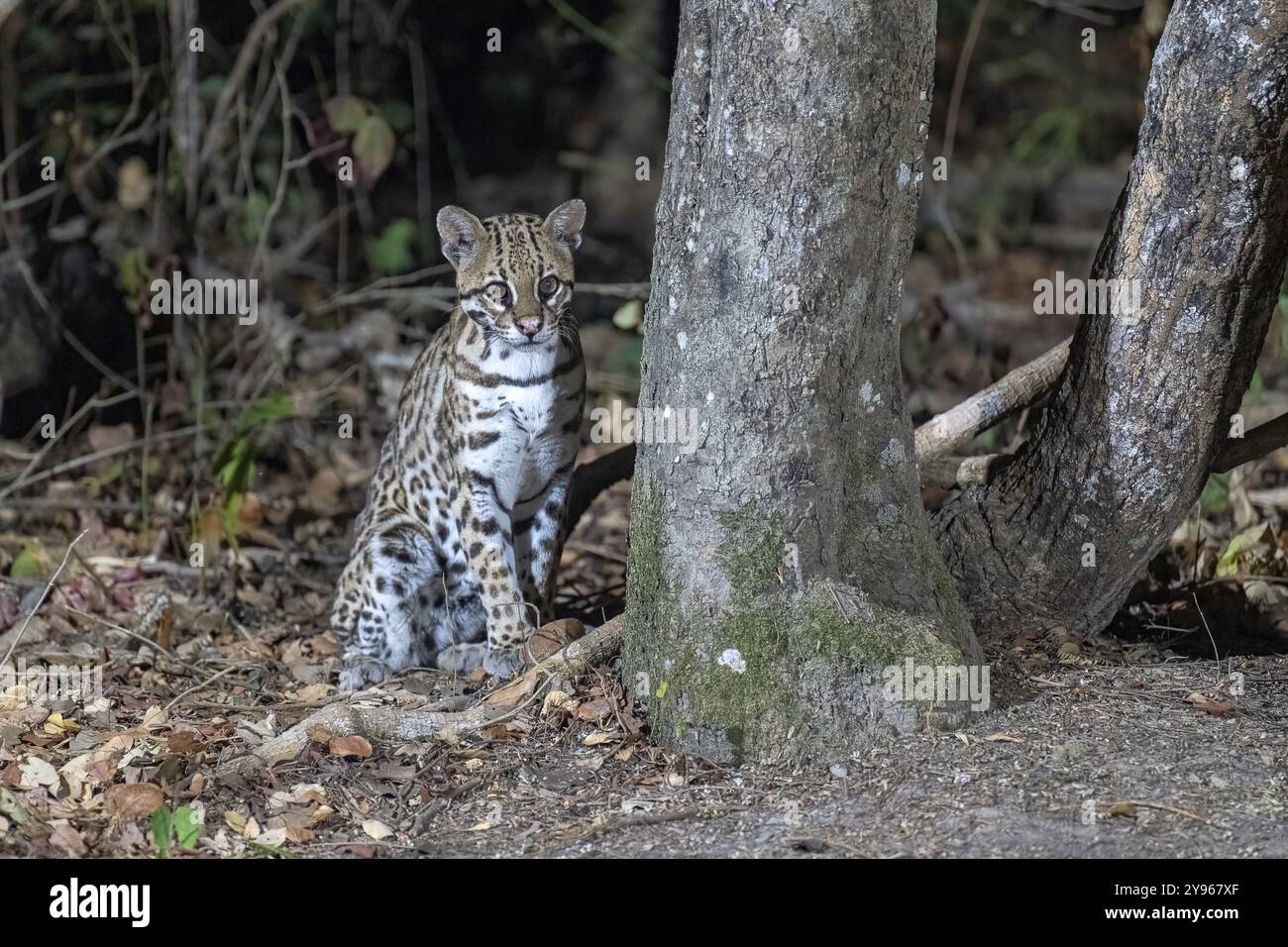 Ocelot (Leopardus pardalis), eye contact, sitting under tree, at night ...