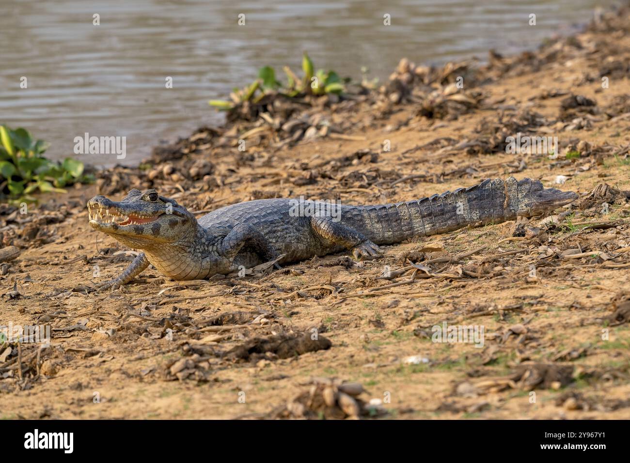 Caiman (Caimaninae), Crocodile (Alligatoridae), crocodile (Crocodylia ...