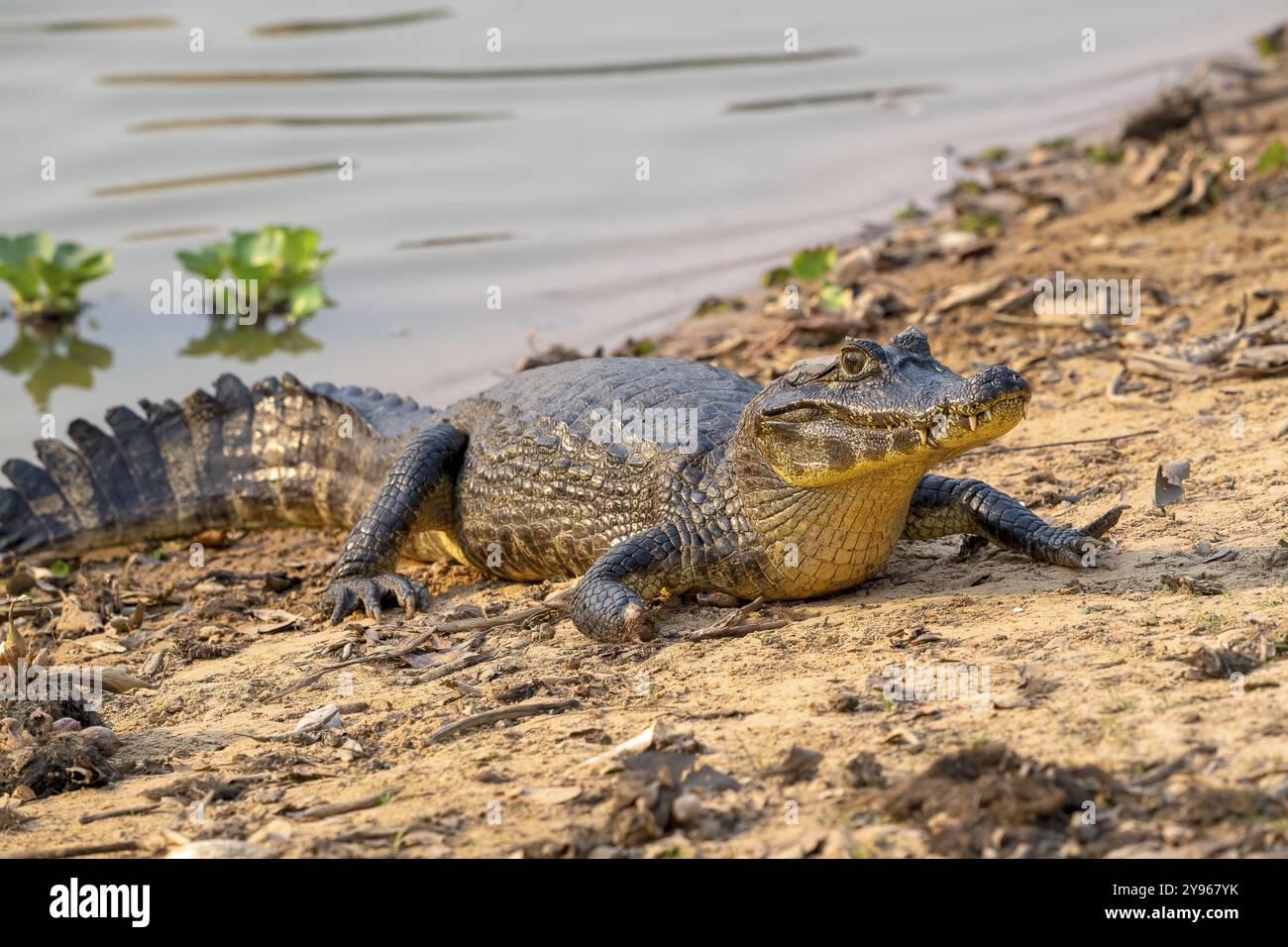 Caiman (Caimaninae), Crocodile (Alligatoridae), crocodile (Crocodylia ...