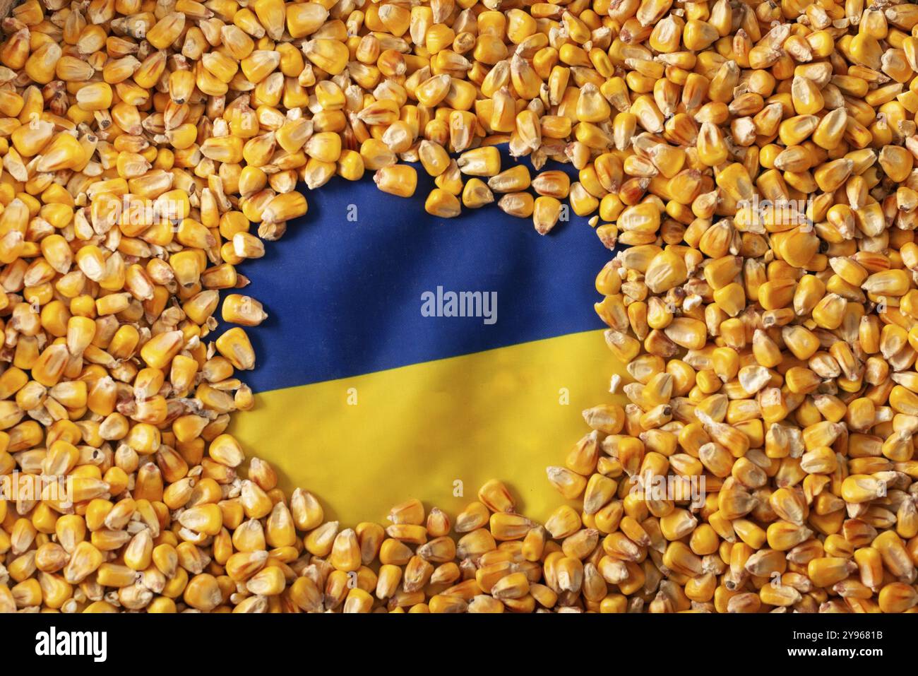 Burlap sack with corn kernels and Ukrainian flag concept, food ...