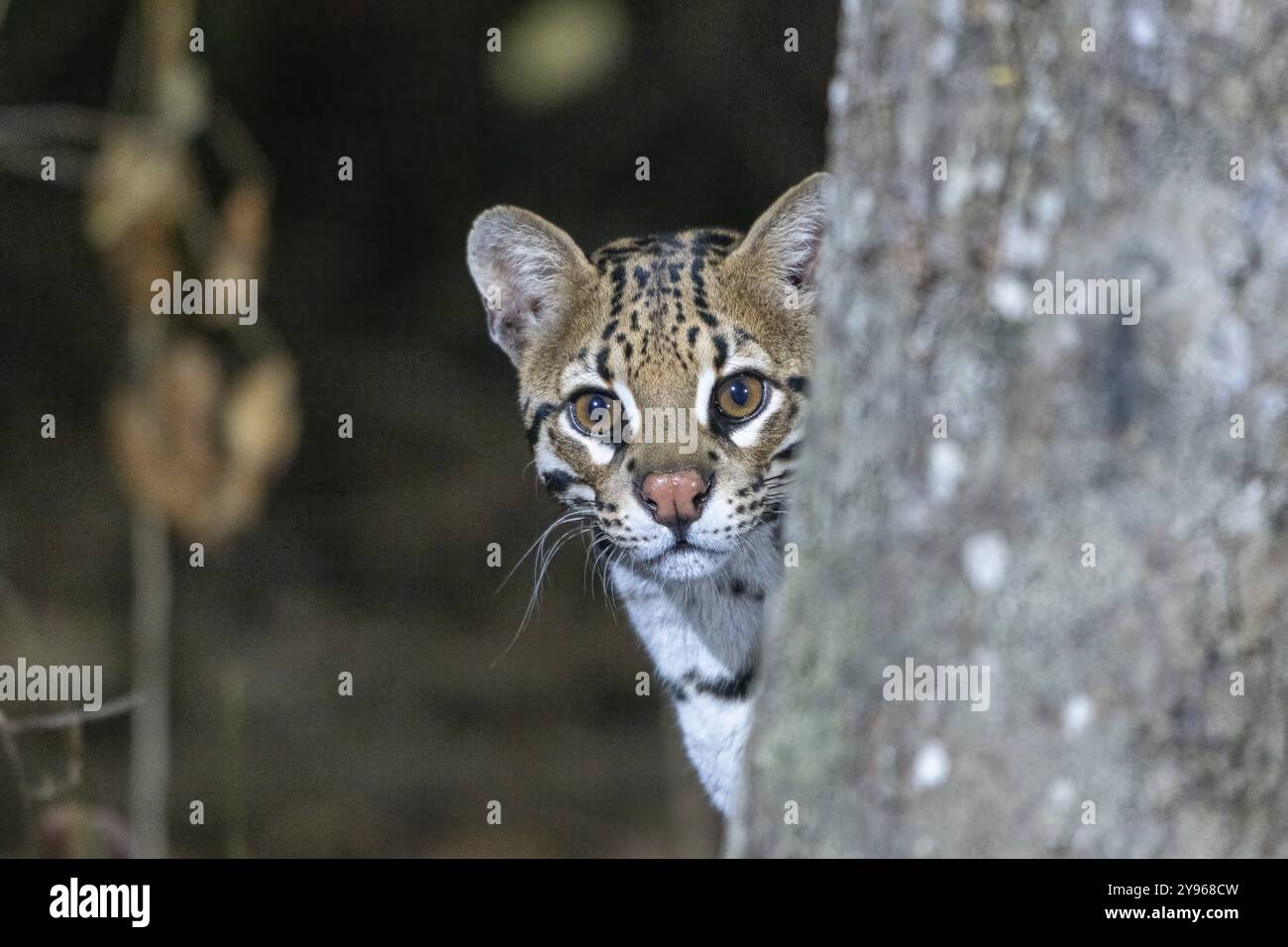 Ocelot (Leopardus pardalis), animal portrait, eye contact, at night ...