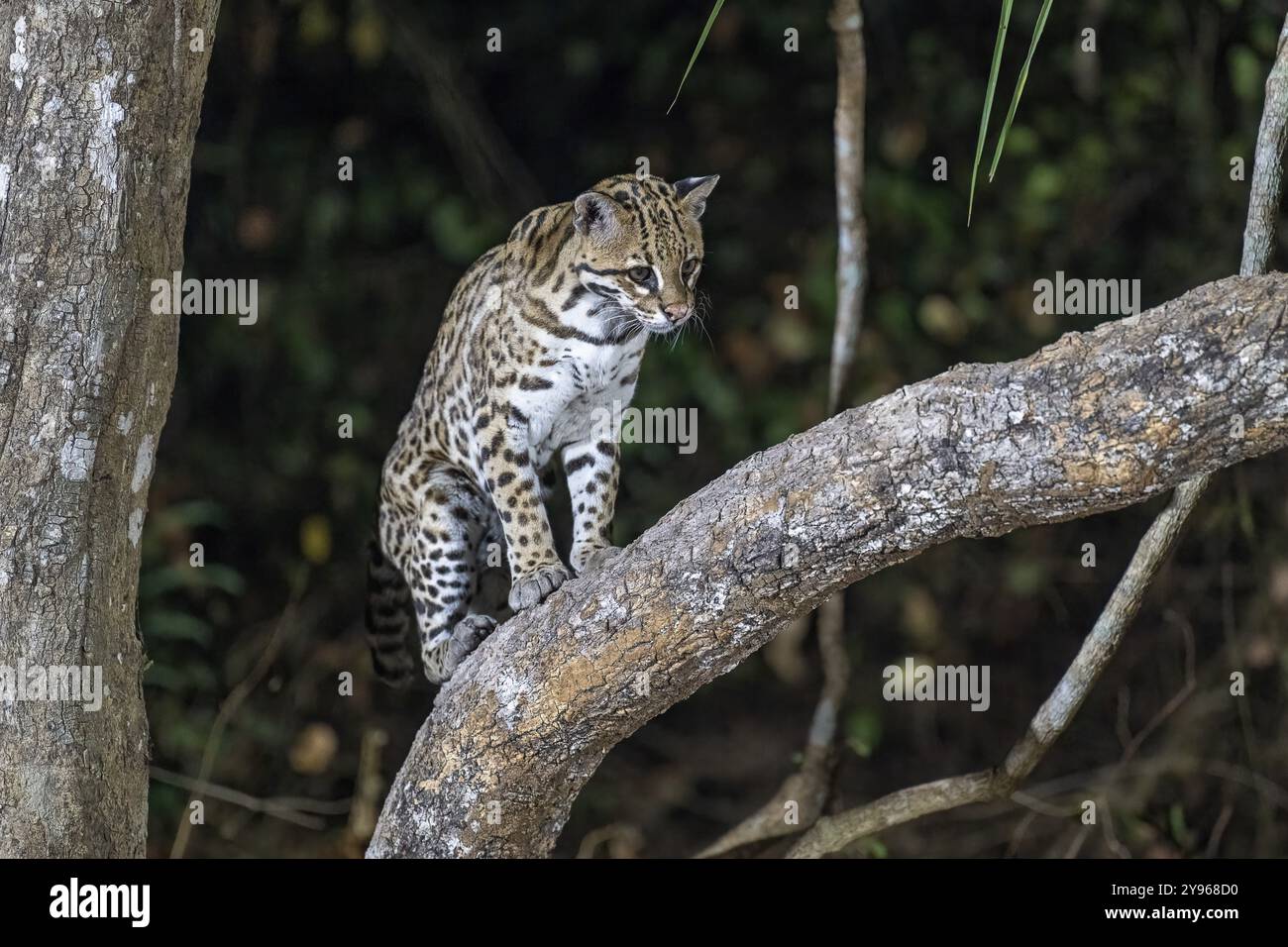 Ocelot (Leopardus pardalis), on a branch, at night, Pantanal, inland, wetland, UNESCO Biosphere ...