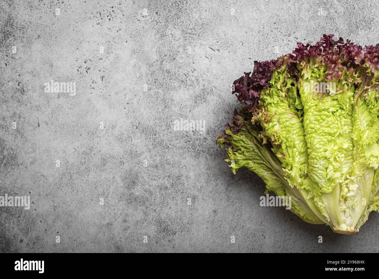 Fresh raw organic farm Lolo Rosso lettuce salad on grey rustic stone ...