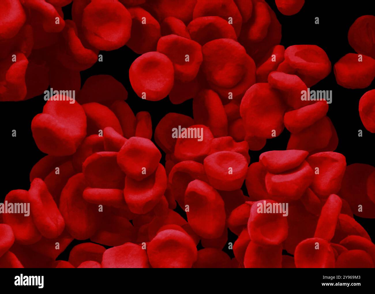 Red blood cells (erythrocytes), coloured scanning electron micrograph ...