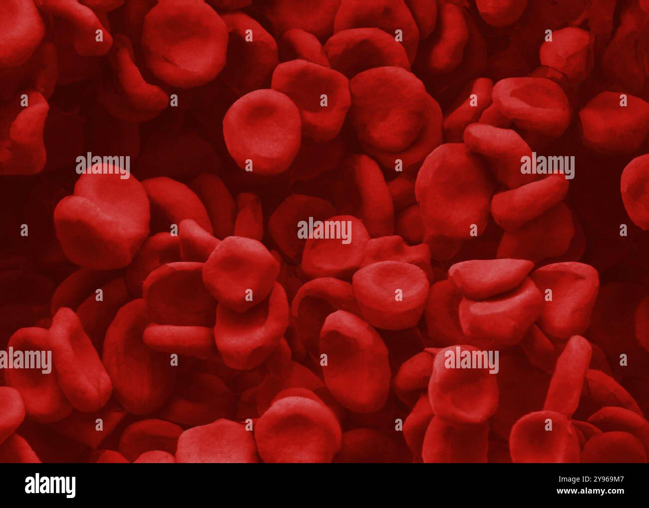 Red blood cells (erythrocytes), coloured scanning electron micrograph ...