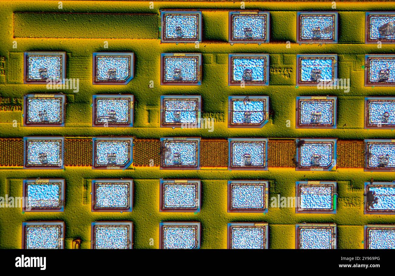 Differential interference contrast (DIC) light micrograph of the ...