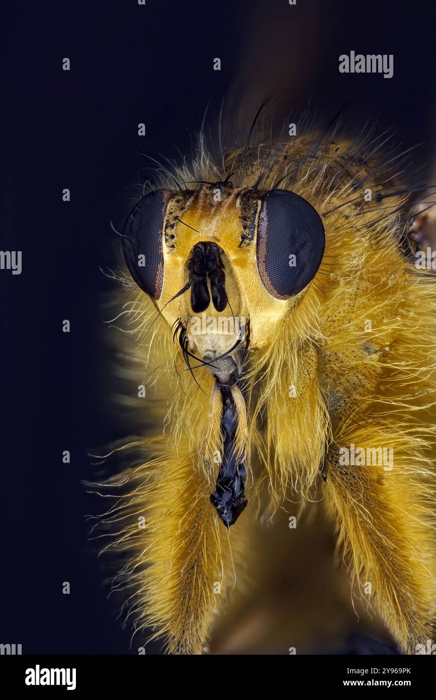 Yellow dung fly (Scathophaga stercoraria). This is a small ambush ...