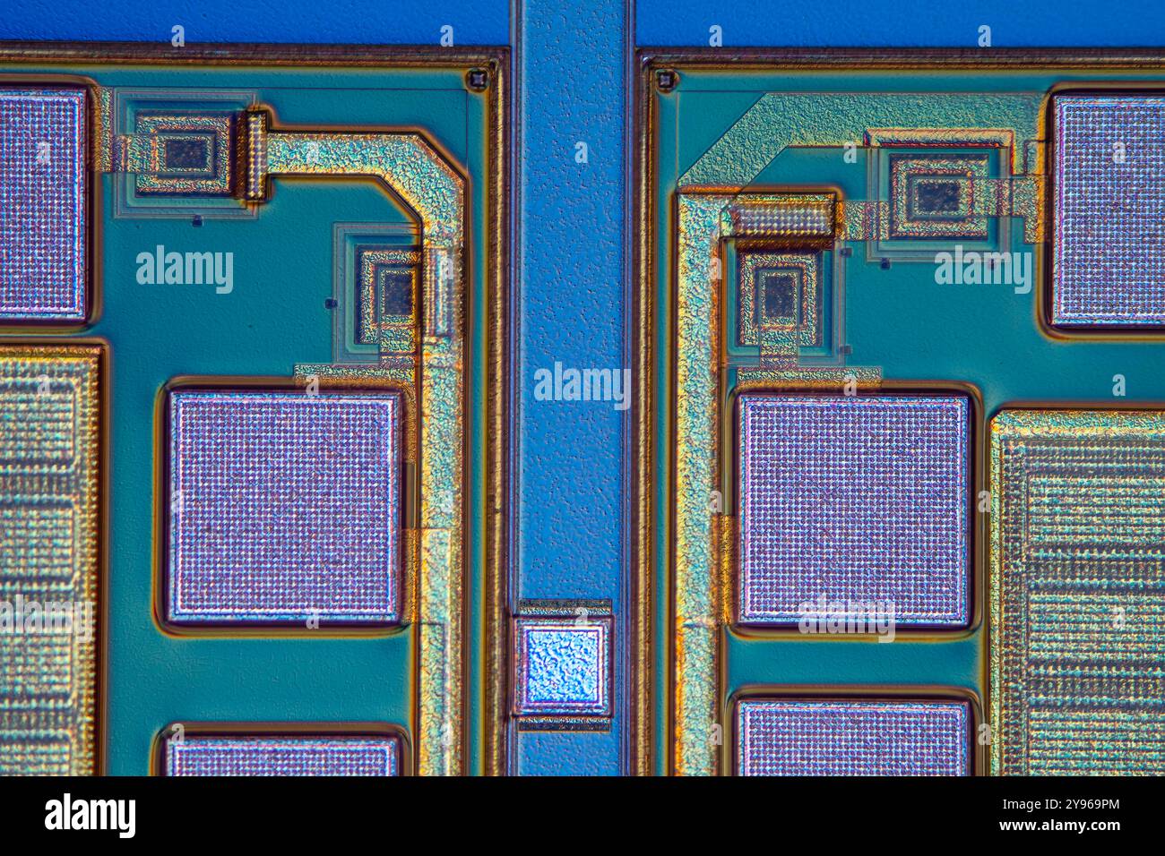 Differential interference contrast (DIC) light micrograph of the ...