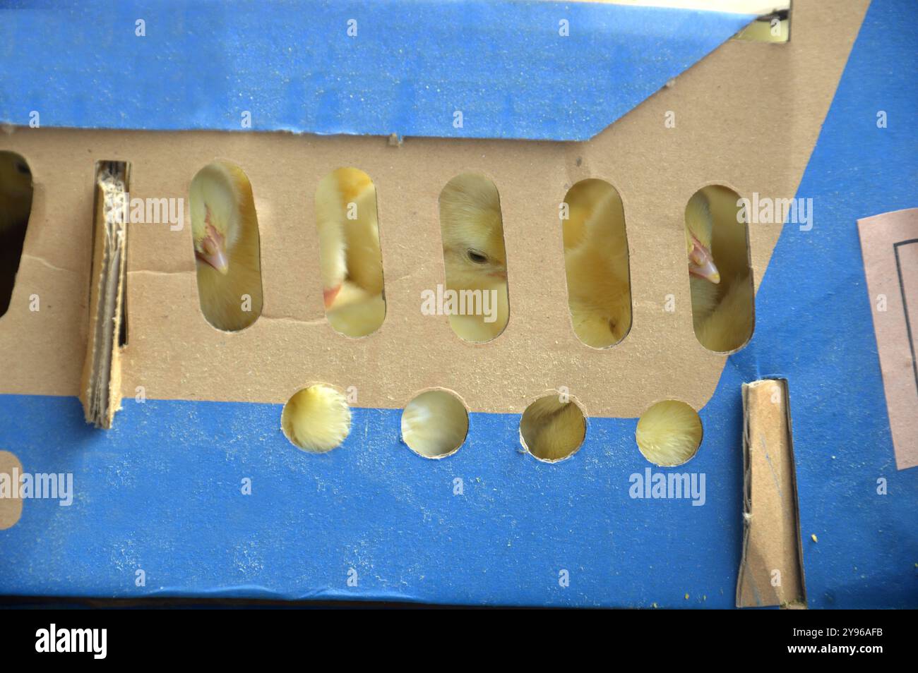 Hen chicks in box hi-res stock photography and images - Alamy