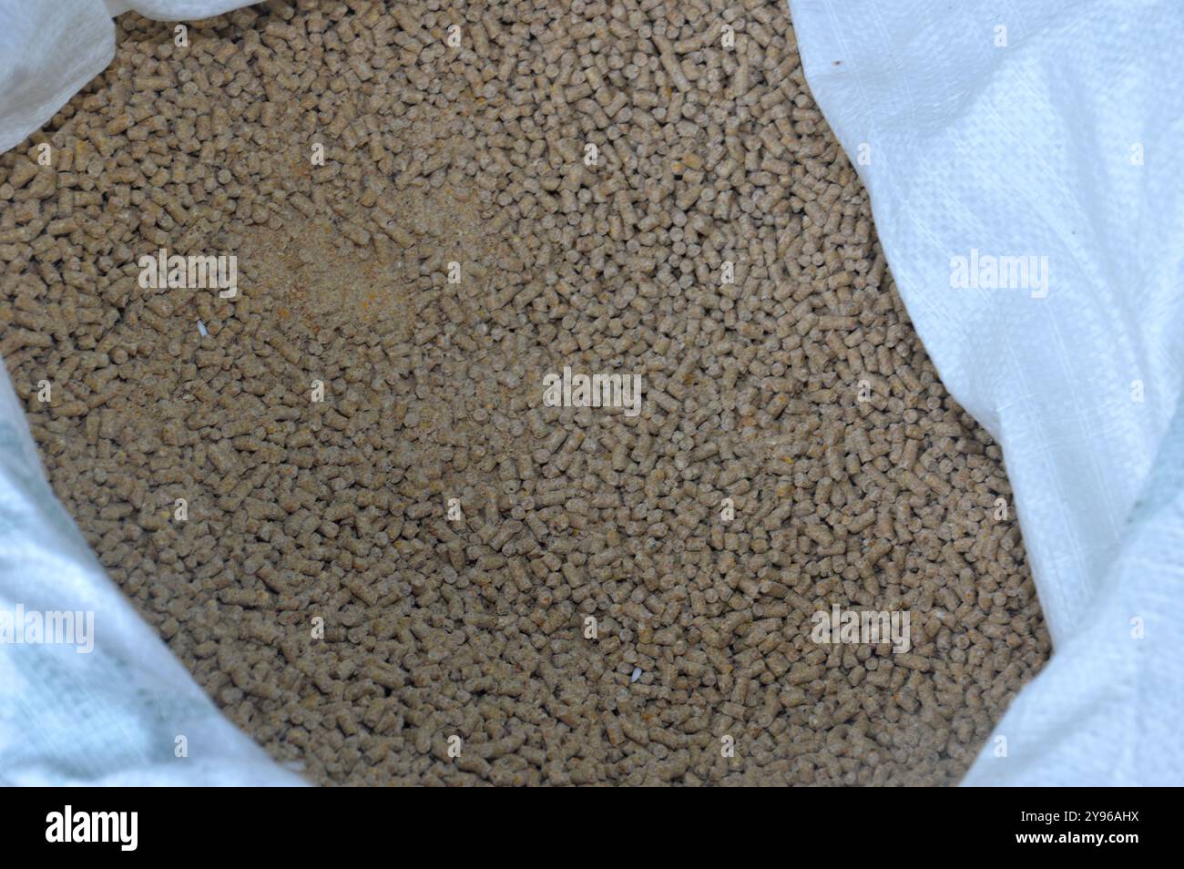 Domestic chicken eat seeds hi-res stock photography and images - Alamy