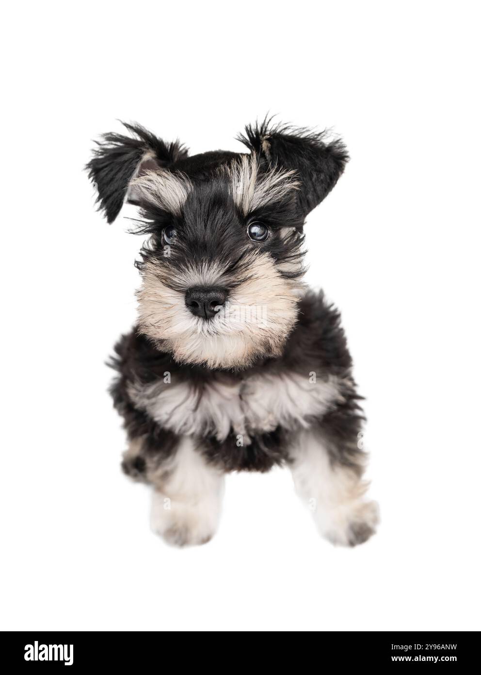 Little cute miniature schnauzer puppy sitting and looking at the camera ...