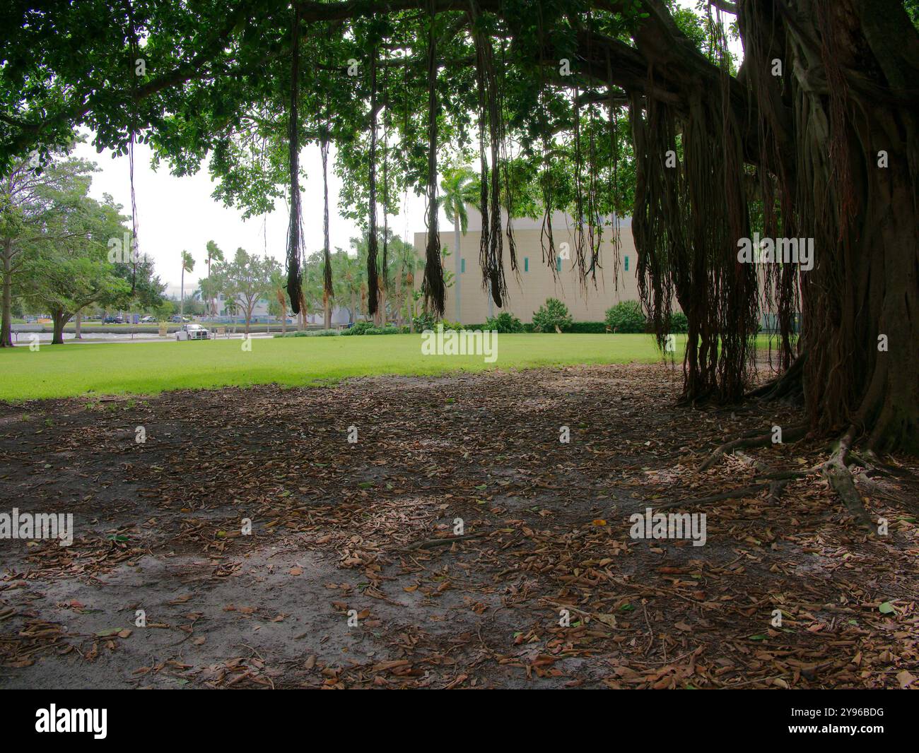 Tall brown tree hi-res stock photography and images - Alamy
