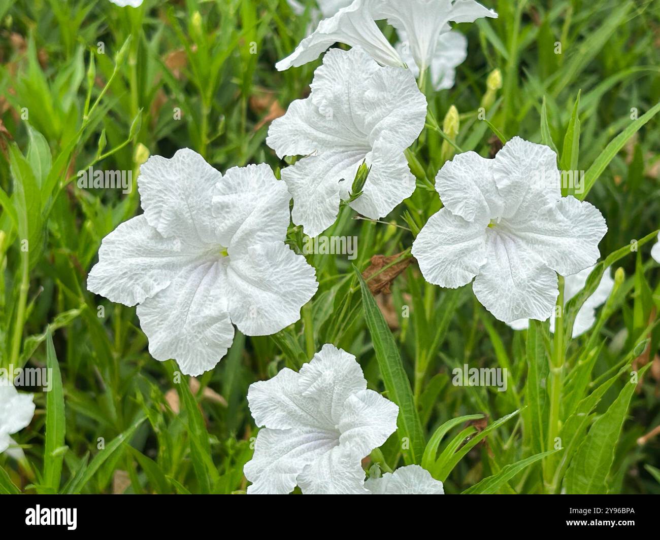 Dwarf White Ruellia ,White Mexican petunia or Katie Dwarf White, is a ...